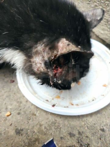 Больной котик с лысинами, вавками и кровью