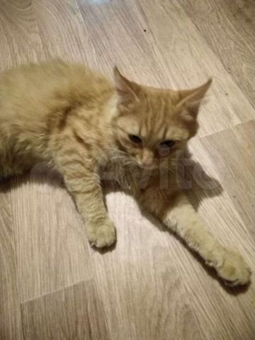 Кошки в добрые руки бесплатно