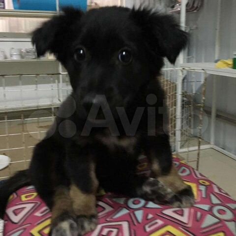 Ищет дом девочка коротколапик