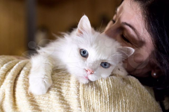 Белый кот в добрые руки