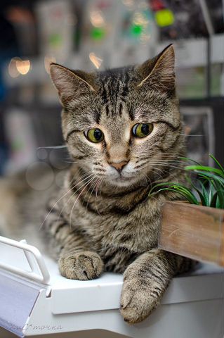 Шикарная полосатая кошечка Гера в хорошие руки