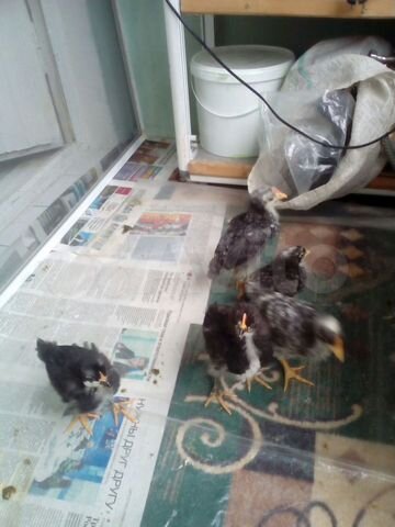 Циплята 3 недели 5 шт