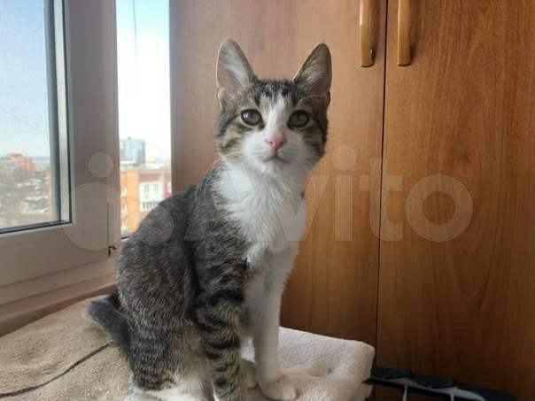 Котик кастрированный