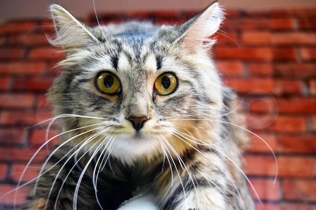 Котенок Сима 7 мес ищет дом