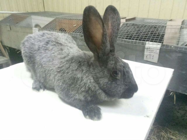 Серебро крольчихи племя