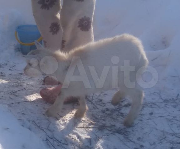 Продам козлят