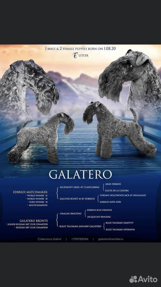 Щенки керри блю терьера