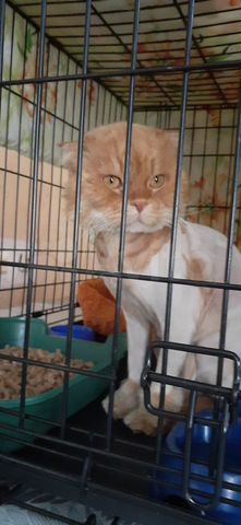 Шотландская вислоухая