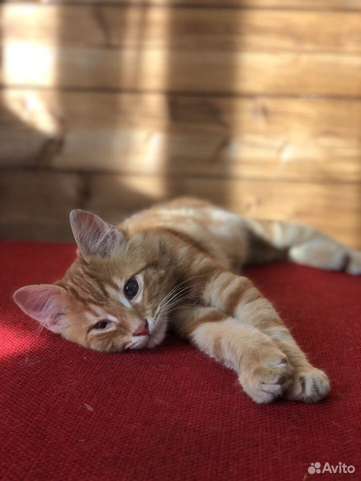 Рыжий котенок в добрые руки