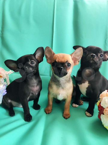 Очаровашки чихуашки