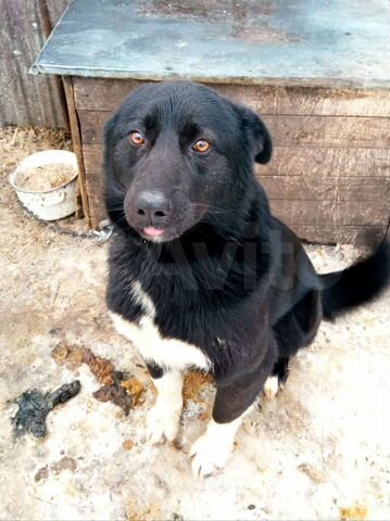 Чернышка 1,5 года. Стерилизована