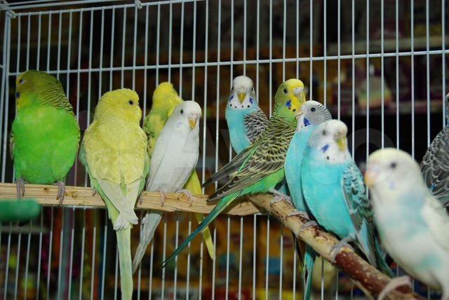 Попугай (возможна доставка)