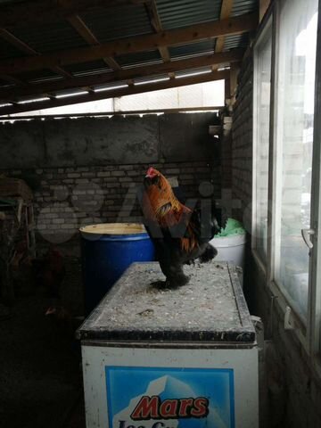 Петух брама