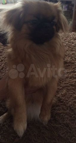 Вязка Пекинес