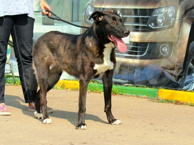 Большой Боб (собака в дар)