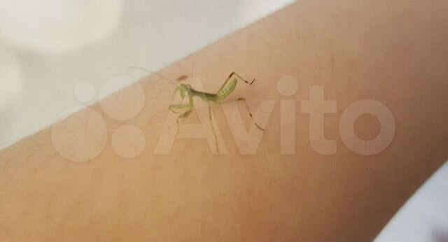 Богомолы Hierodula transcaucasica