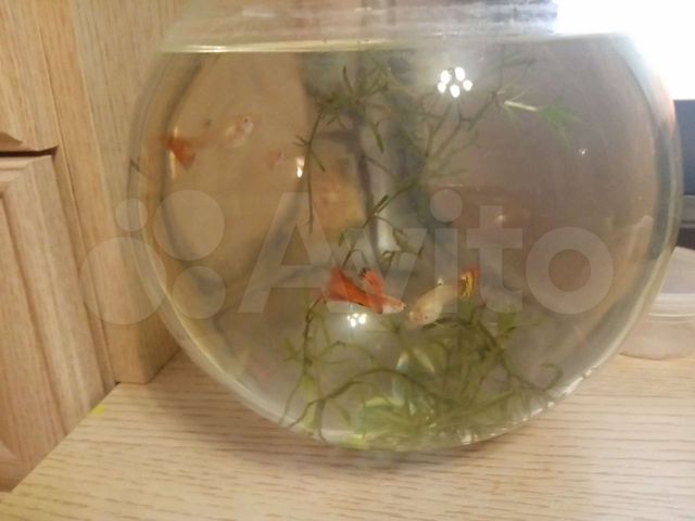 Рыбы Скалярия и Гуппи