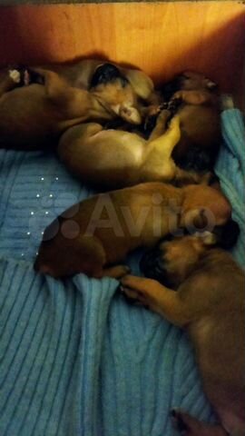 Щенки боксера