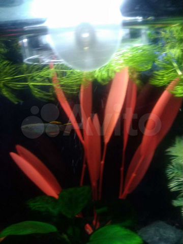 Икра рыбки killifish