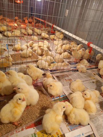 Цыплята. Бройлер Росс 308