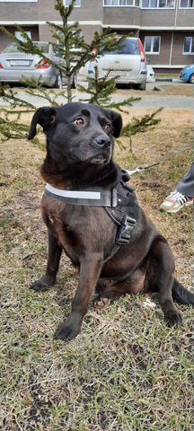 В добрые руки лабрадор