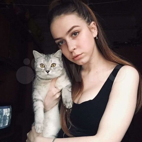 Британские Котята