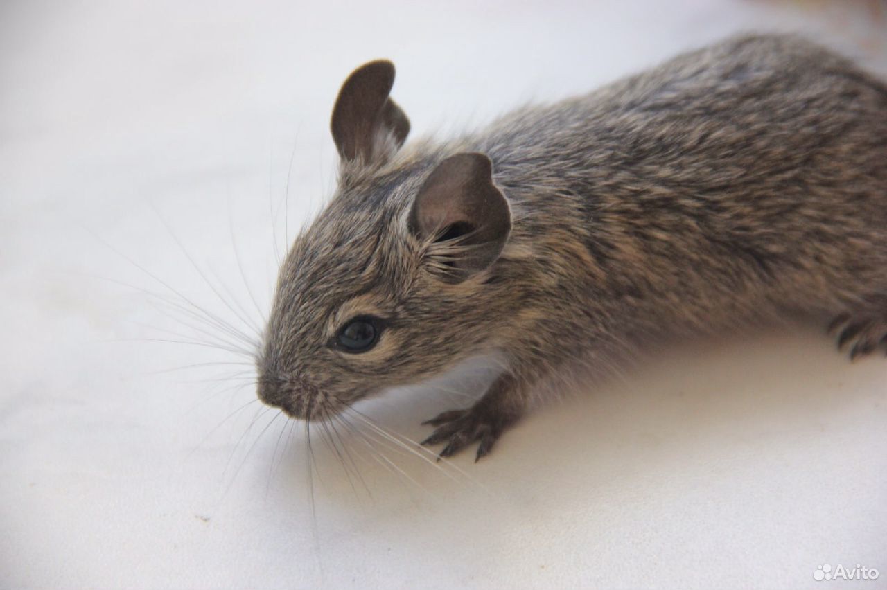 Дегу бельчата