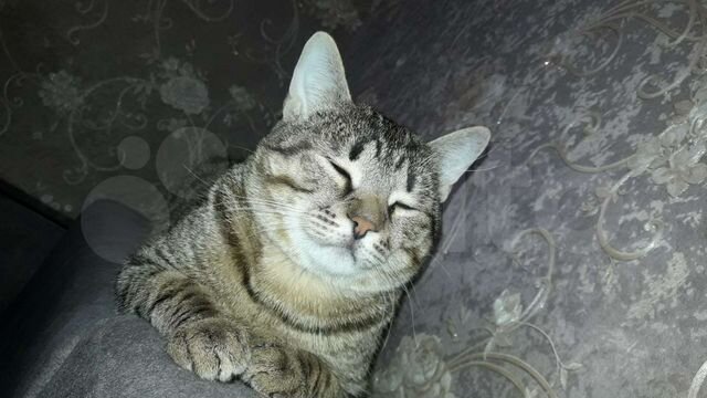 Котик