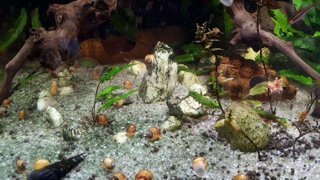 Улитки ампулярии