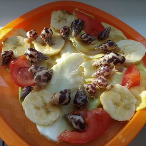 Лимиколярия фламея древесная улитка