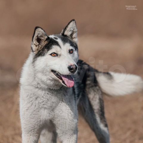 Милка ищет дом