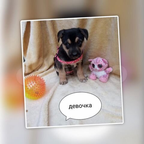 Милые комочки в добрые руки
