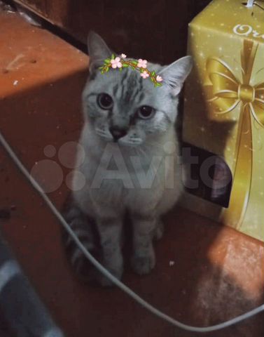 Кошка охос азулес