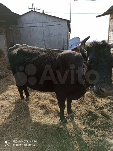 Продам корова стельная