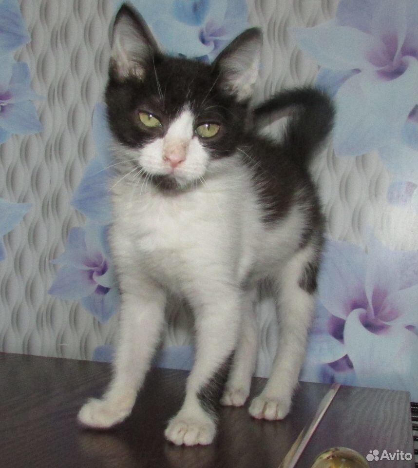 Самый лучший Котенок