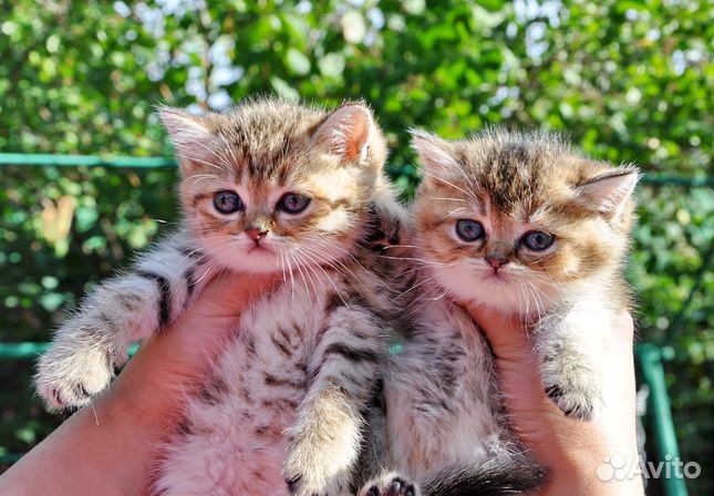 Шотландские котята - тигрята