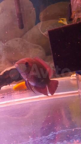 Цихлазома Красса (винная)