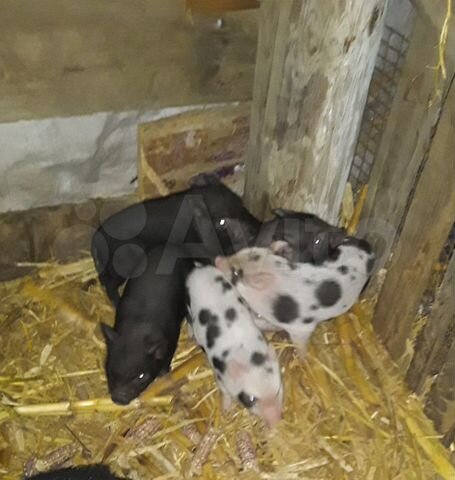 Вьетнамск вислобрюхий поросенок