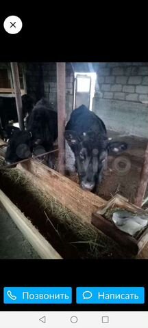 Корова дойная