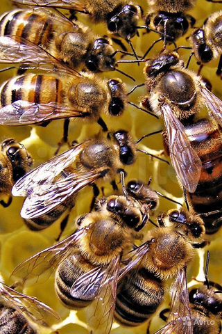 Продам пчелосемьи