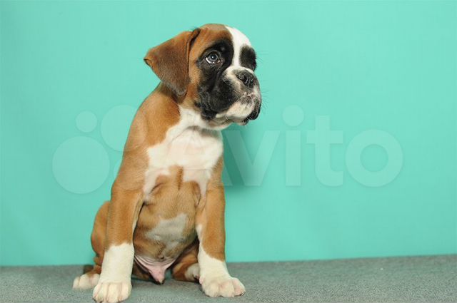 Боксер рыжий мальчик