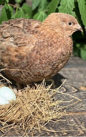 Обмен Селадон, английские петушки