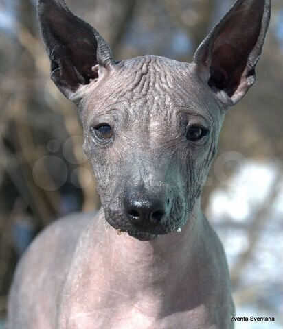 Щенок ксолоитцкуинтли среднего размера