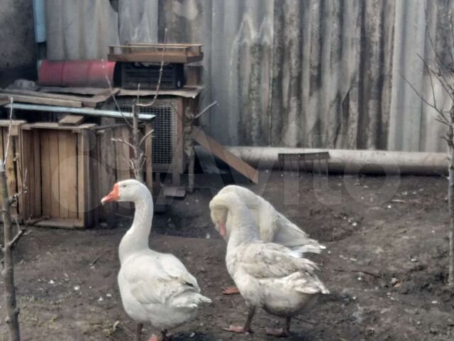 Продаются петух гуся