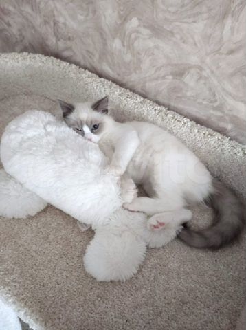 Малышка Джессика