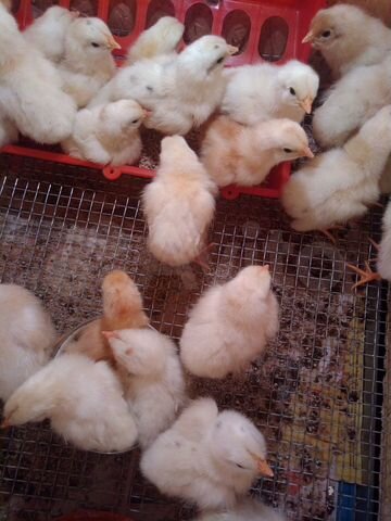 Цыплята