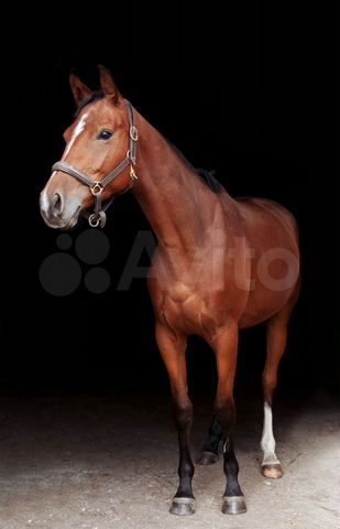 Продам тракененскую кобылу