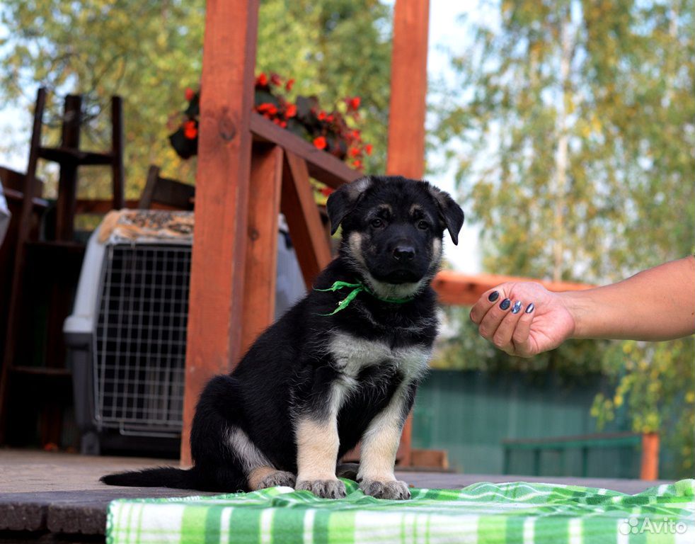 Шикарные щенки вео