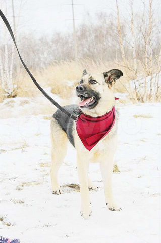 Большой овчаристый пёс ищет дом