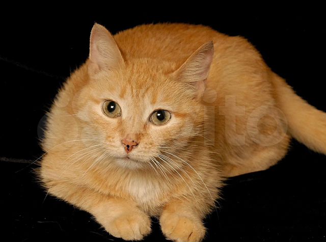 Энни в добрые руки